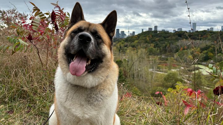 Fundraiser by Anna Tymoshenko : Kino's Emergency Vet Bills