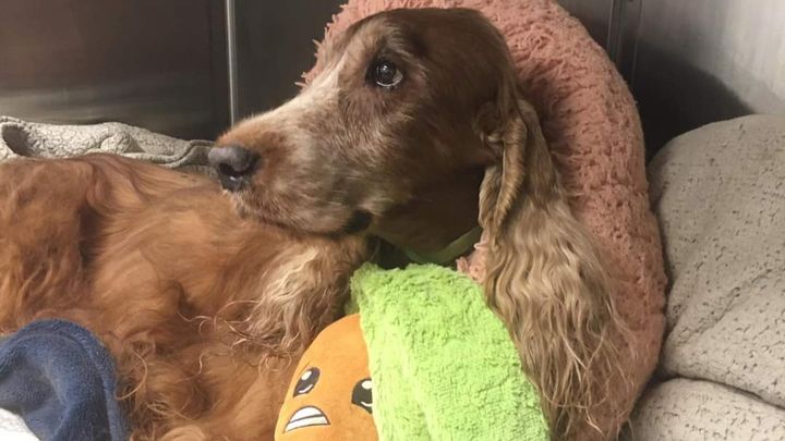 Fundraiser for John Barry by Rachel sikes : Bailey's medical expenses ...