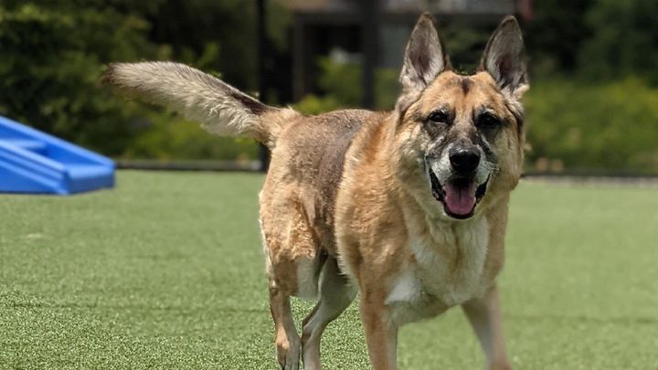 Fundraiser by Sean Lock : Remembering Tex: A Friend and Companion