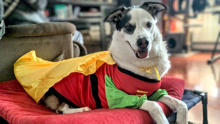 Fundraiser by Sarah Richards : A wish for Wishbone - The Wonder Mutt!