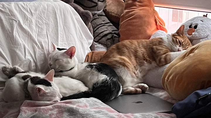 Fundraiser by Alexandre Frohlich : Help move our cats from Singapore to ...