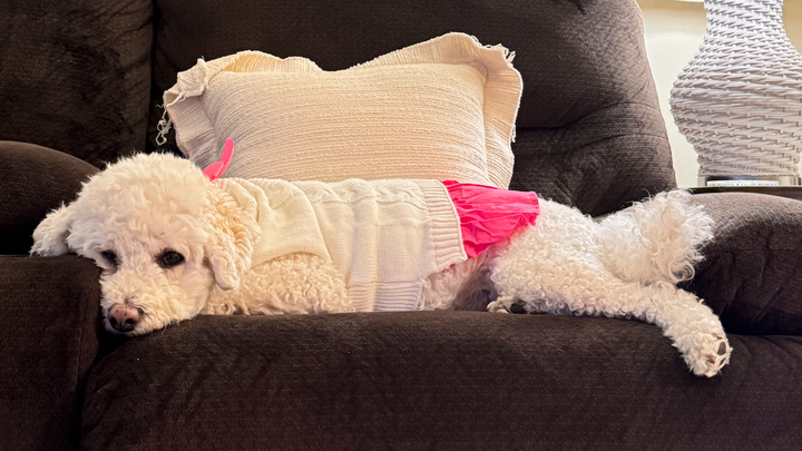 Fundraiser by Idalys Suin : Help Chloe Get Life-Saving Surgery