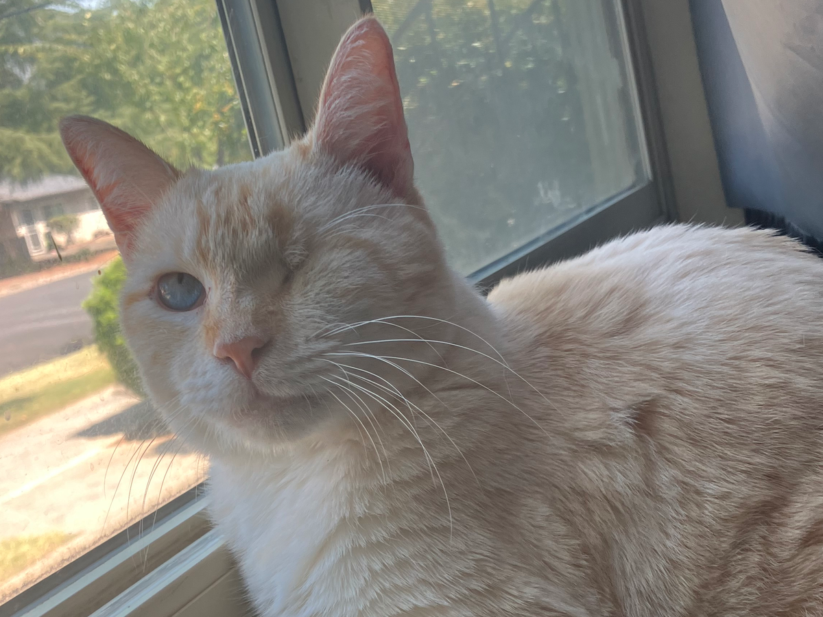 Fundraiser by Charlie Smith : Support Fishy's Treatment for ...