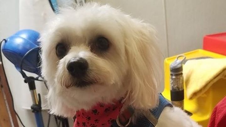 Fundraiser for Beatrice Morris by Ellen Brotsky : Help Terry Get Robbie ...