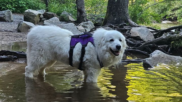 Fundraiser by Julie Wright : Help Arlo walk again!