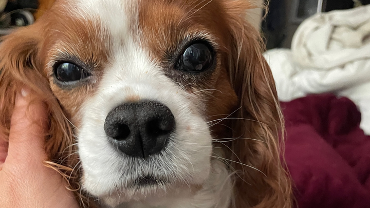 Fundraiser for Bonnie Discepolo by Kat Roy : Save Doc’s Big Heart. Doc ...