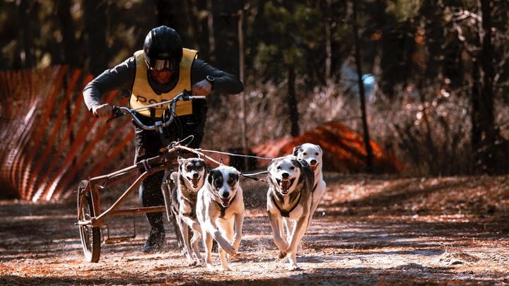 Fundraiser by Ronald Klepadlo : Support Ronald & Dogs on Team USA!