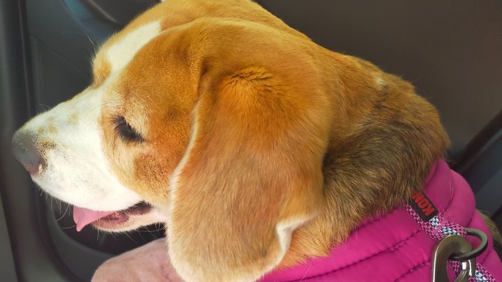 Fundraiser by Julie Jamieson : Donate to help Coco Beagles spinal surgery.