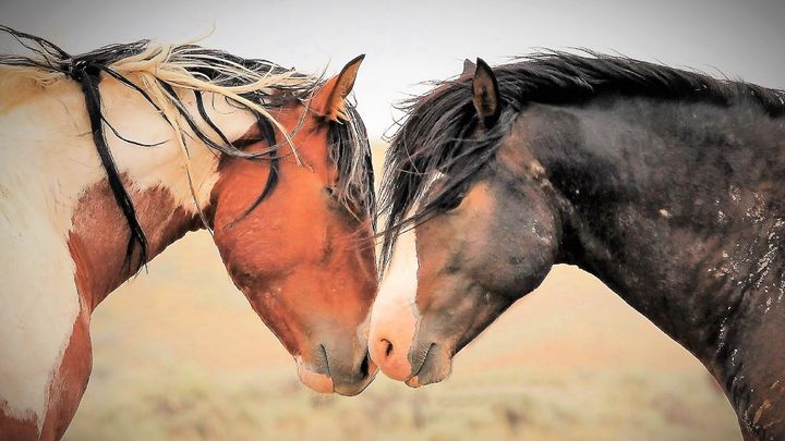 Fundraiser by Linda Greaves : Animal advocacy summit Booth