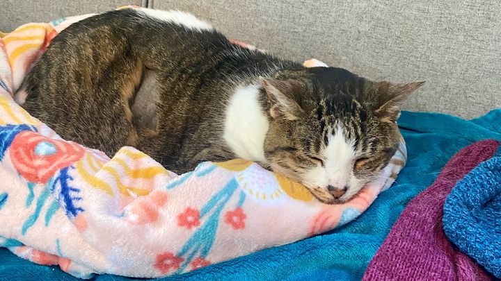 Fundraiser by Matthew Mahaney : Hilda’s Chylothorax Treatment Fundraiser by Matthew Mahaney : Hilda’s Chylothorax Treatment