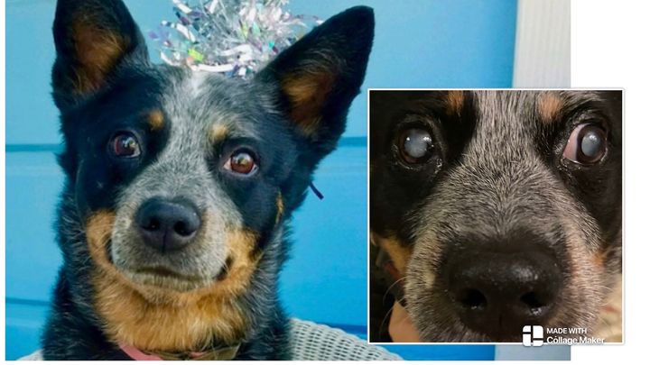 Fundraiser by maureen benoit : Phoebe see from both eyes again