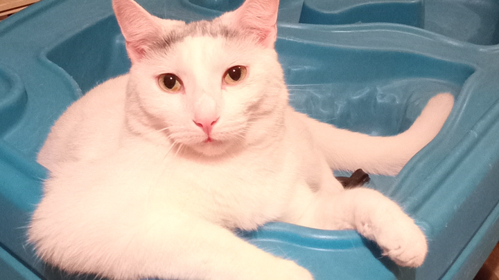 Fundraiser by Brian Lavery : Mello's Surgery appointed by Government