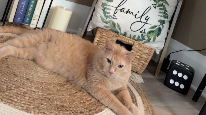 Fundraiser by Alexis Giles : Putting my Leo to rest