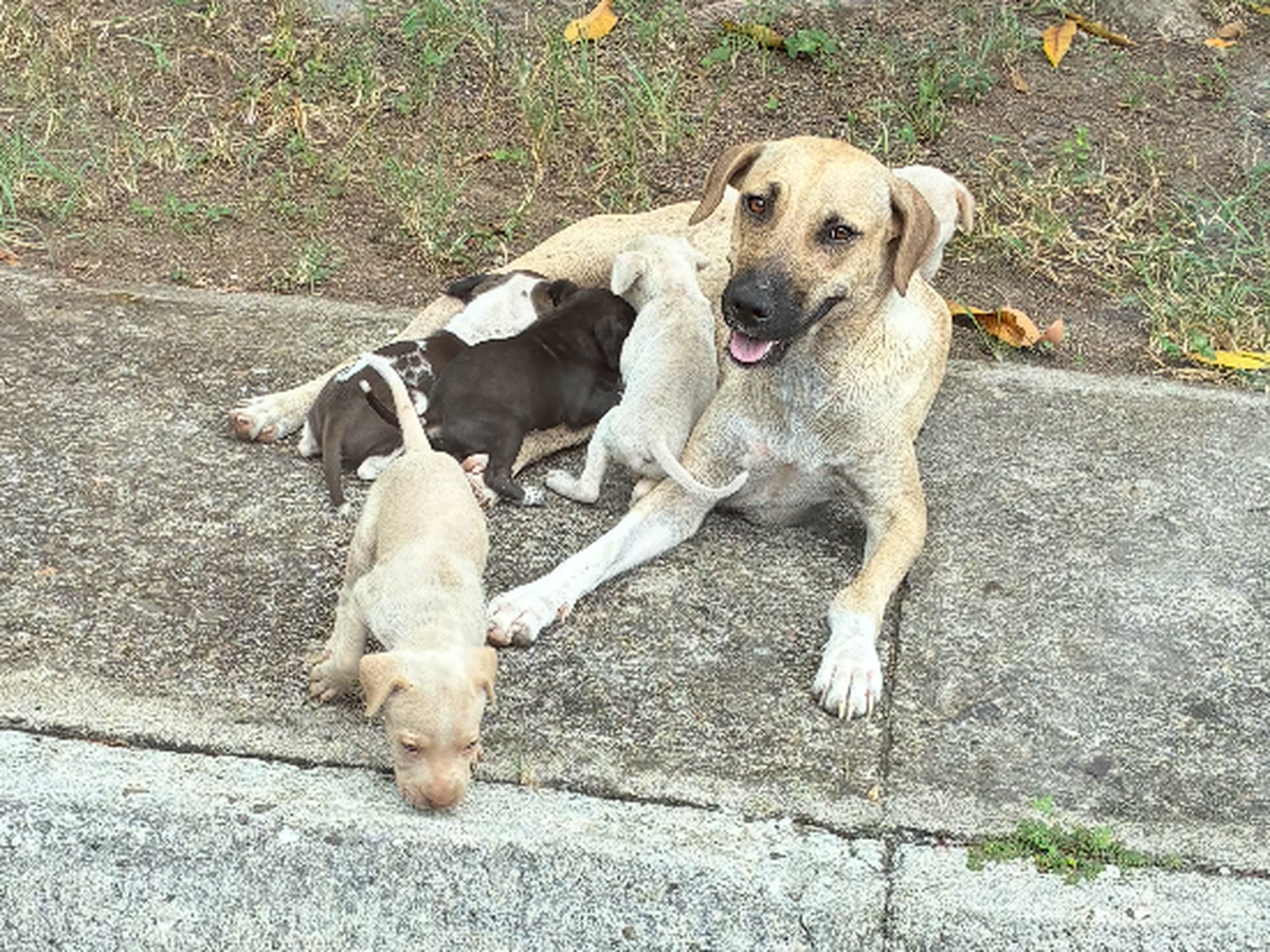 Fundraiser by Janet Burgos : Help Janet Feed Stray Dogs in Puerto Rico