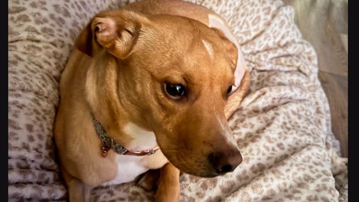 Fundraiser by Michelle Starr : Help Ivy Get Life-Saving Surgery
