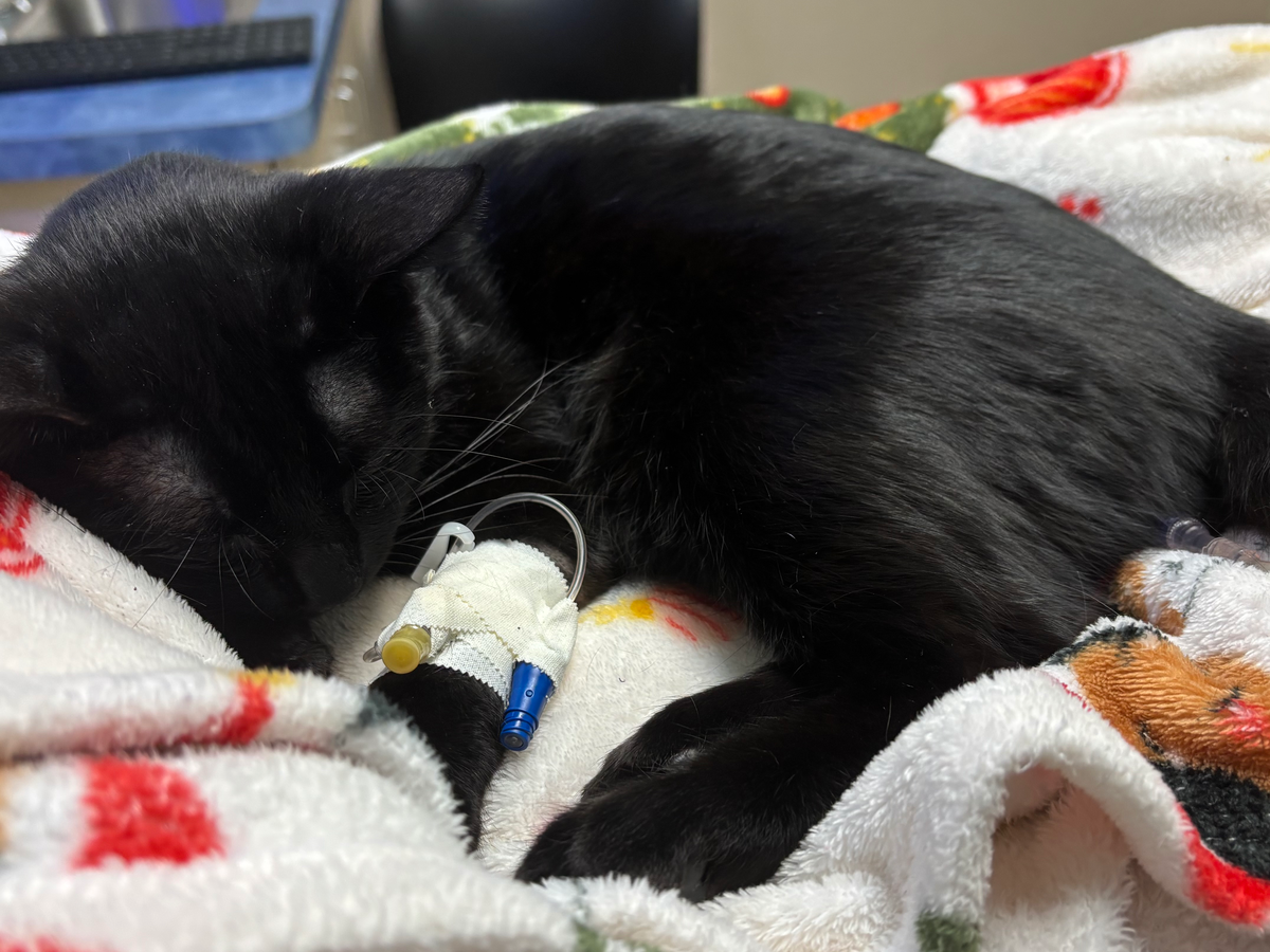 Fundraiser for kimberly gonzalez by andi gonzales : Support Binx's Fight Against FLUTD and Poisoning