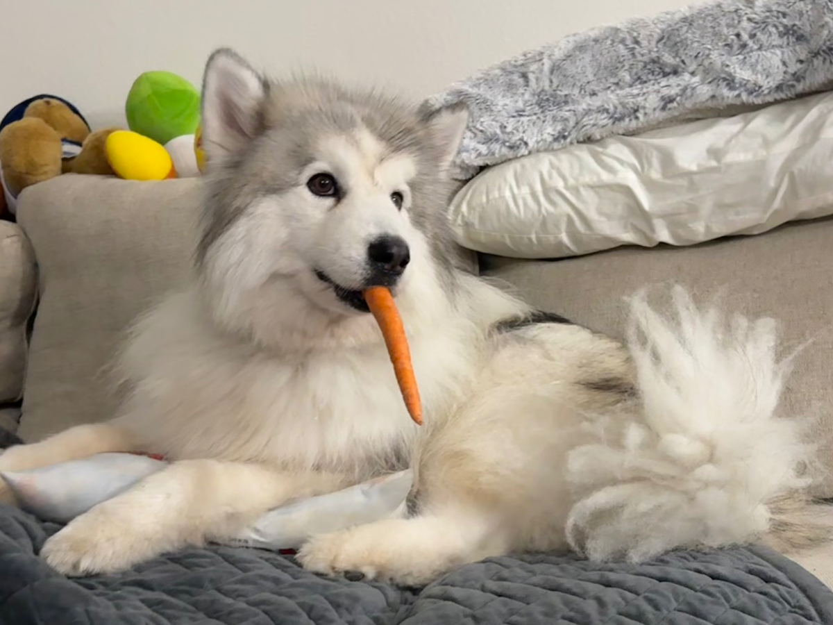 Fundraiser by Tiffany Bell : Kenneth Needs Your Help: Fund His TPLO Surgery