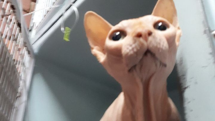 Fundraiser by Lisa Brown : Please help Dobbie