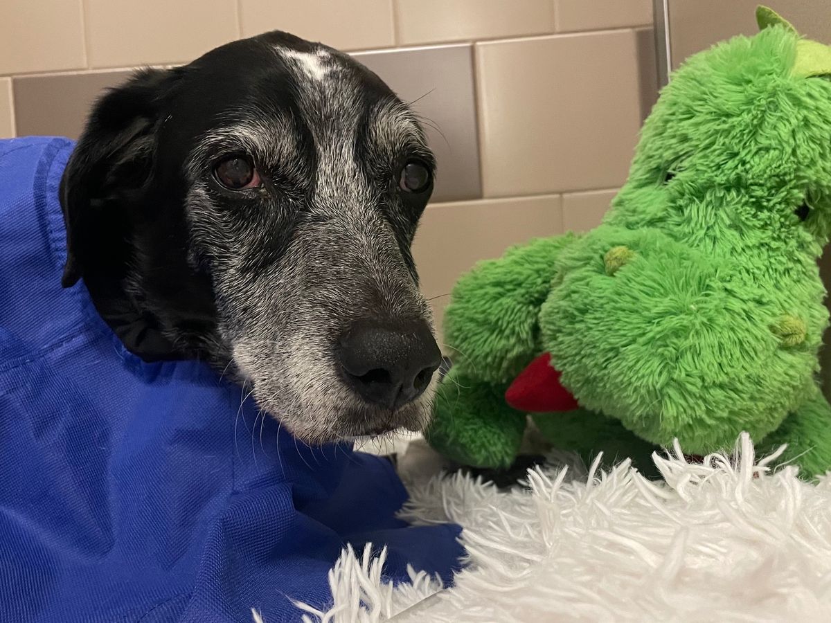 Fundraiser by Matt Kanz : Support Munch Dawg's Tummy Troubles