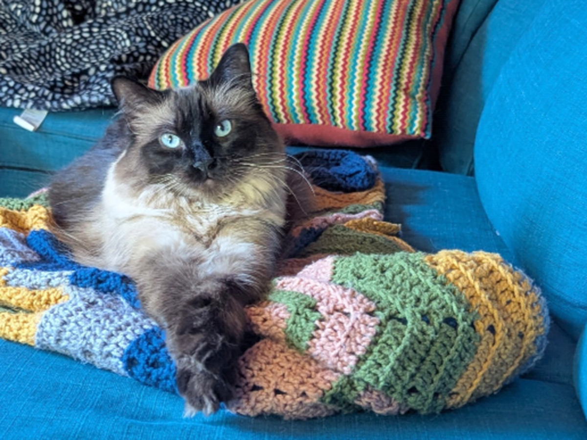 Fundraiser by Marisol Ramirez : Clyde