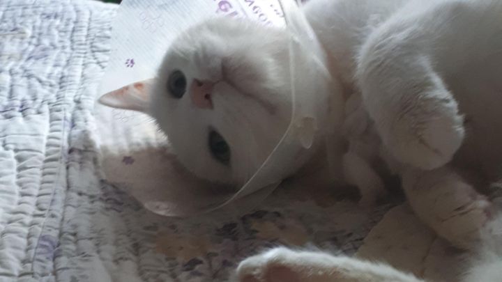 Fundraiser by Ana Maria Hubert : Help us with a hefty veterinary ...