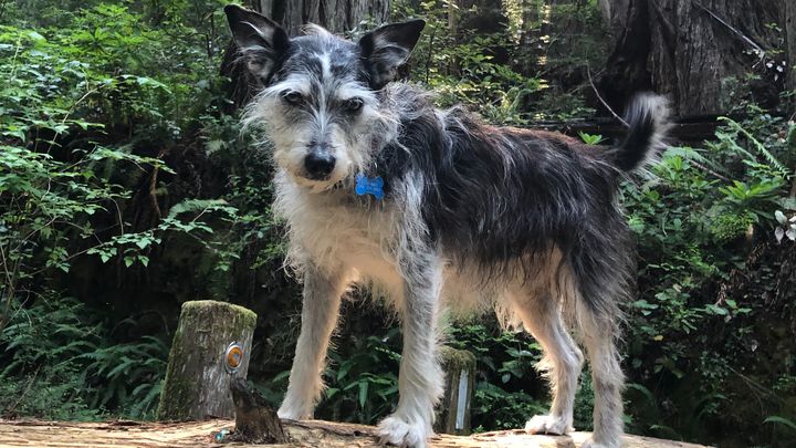 Fundraiser by Kelli Davis : Assist Ellen Bird's Heroic Recovery from Poison