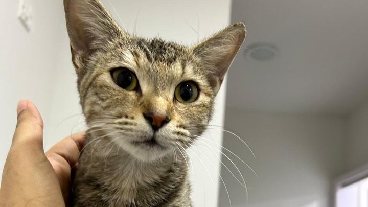 Fundraiser by Emma Jansen : Help Us Fly This Brave Girl to Safety ️