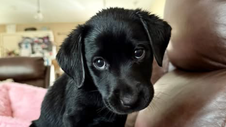 Fundraiser for Payton Saunders by Zane Saunders : Marley Mae