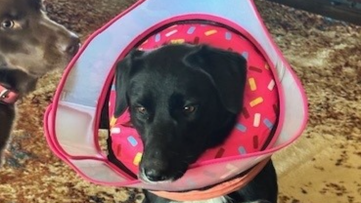 Fundraiser by Rebecca Reinhardt : Support Peaceful Pathways Sanctuary