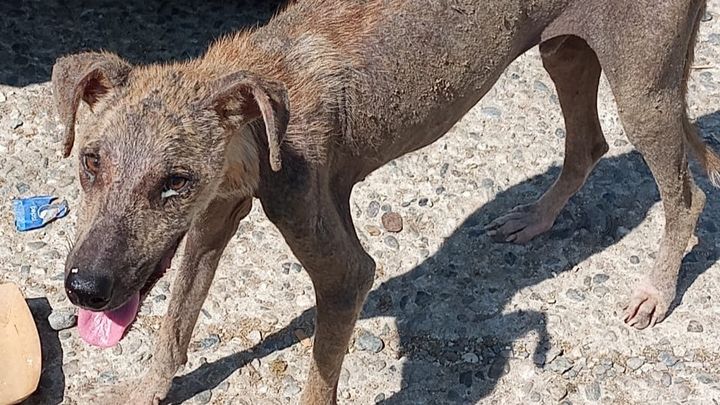 Fundraiser by Lila Abed : Rescue of stray dogs in the streets of Acapulco.