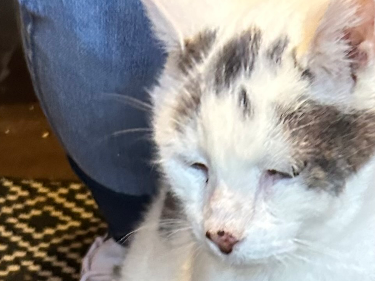 Fundraiser by Kenneth Newell : Misty