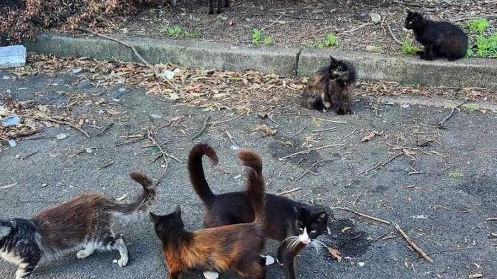Fundraiser by Michelle Sellitto : SAVE colony cats in Auburn
