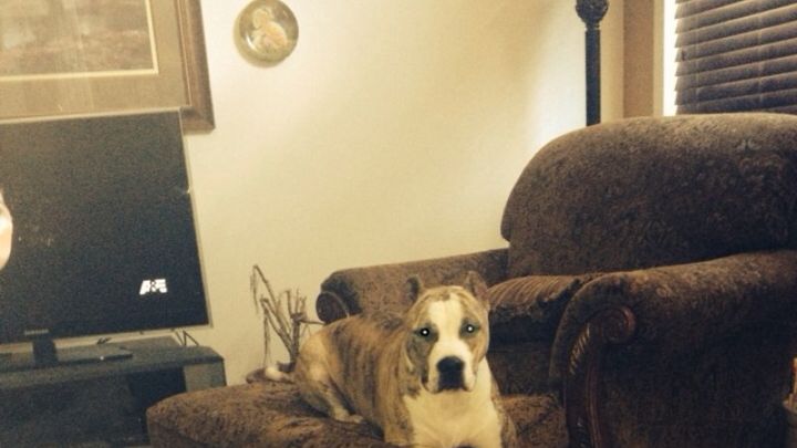 Fundraiser by daniel naraine : House Fire, Lost our dogs and Lives