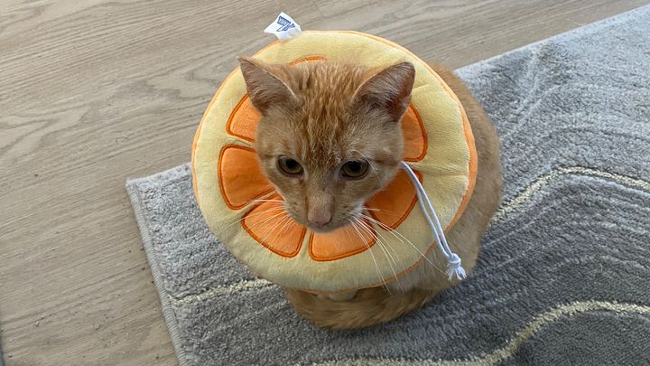 Fundraiser by Jennyfer Galvez-Reyes : Guerito's Recovery