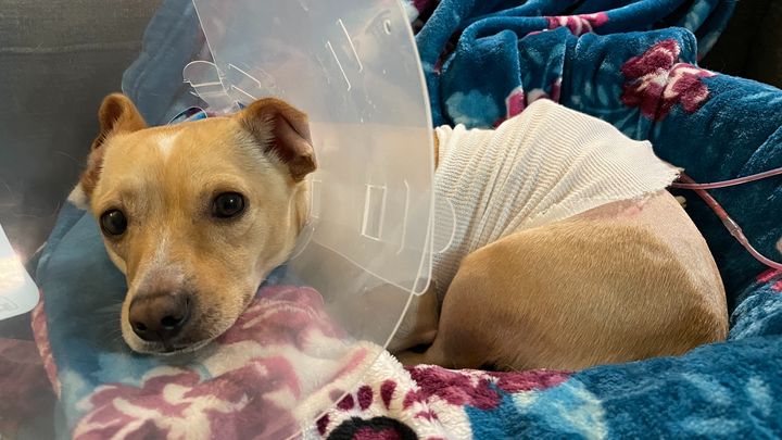 Fundraiser for Loni Marcus by Mak Marcus : Sweet Pancho Was Attacked ...