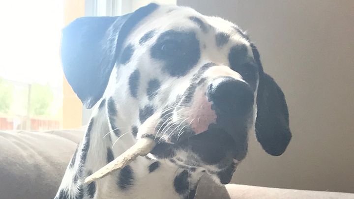 Fundraiser by Samuel Cousineau : Aidez Louie