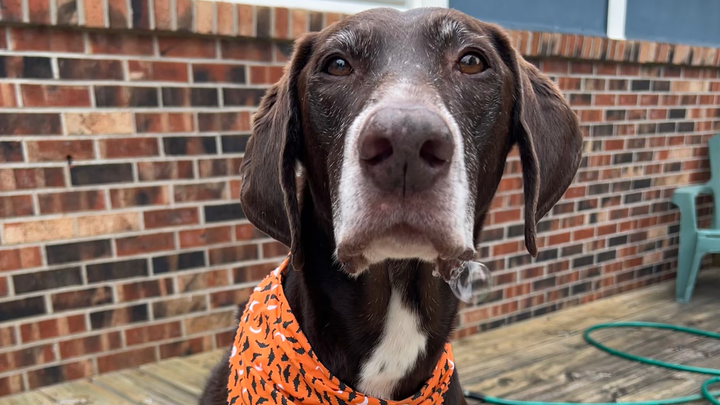 Fundraiser by Jada Crawford : Help Dozer Run Again: TPLO Surgery Needed