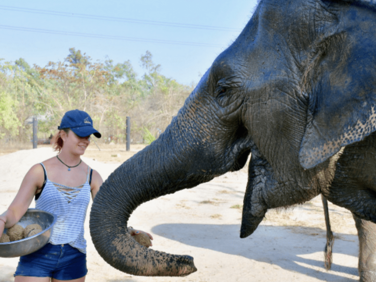 Fundraiser by Natasha Cawthra : Help me to volunteer with elephants in ...