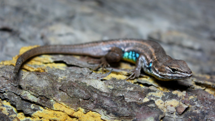 Fundraiser by Jesús A Loc-Barragán : Save The Yellow-bellied Lizard