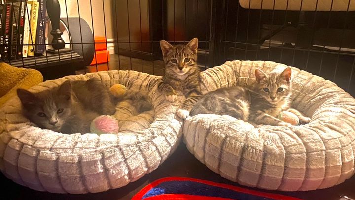 Fundraiser by Monika Zelek : Fundraser for Feral Cats (TNR) & Animal Rescue