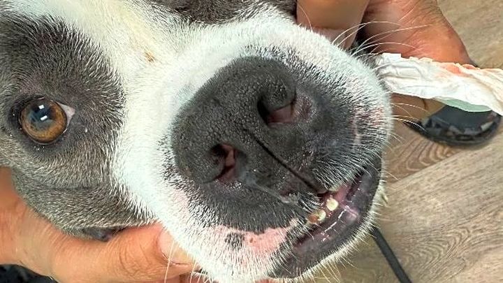 Fundraiser by Paco Page : Jade is a 5 Year Old American Bulldog in ...