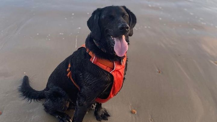 Fundraiser by POPPY BAINES : Doodle's Recovery Fund