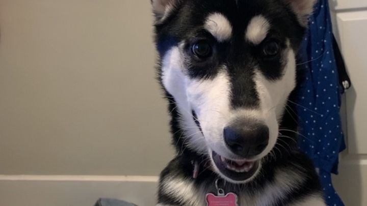 Fundraiser by Anthony Angoy : Nylas Leg Surgery