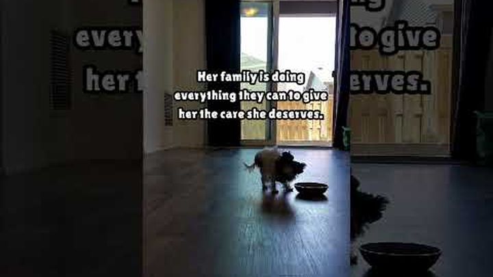 Fundraiser by True Humanitarian : Save Tia: A Tiny Puppy Fighting for ...