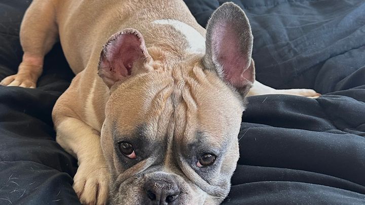 Fundraiser by Kamran Fardanesh : Beau’s Cancer Journey