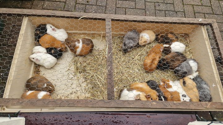 Fundraiser by Amy-Leigh Romeril : 35 neglected and abandoned guinea pigs