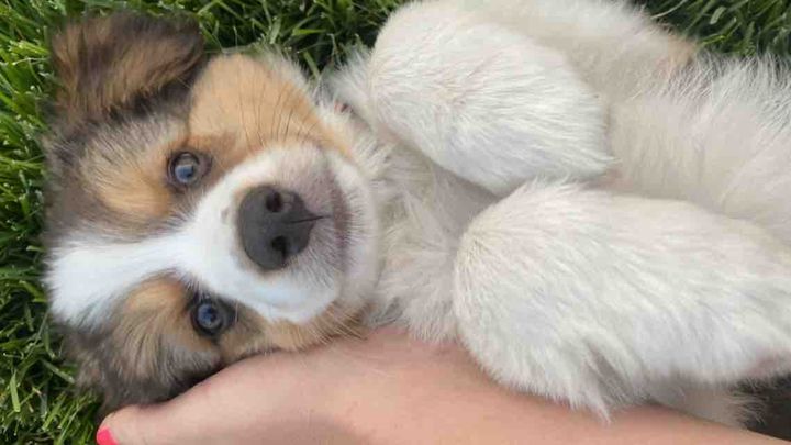 Fundraiser by Rylee Sainsbury : Surgery for Maui