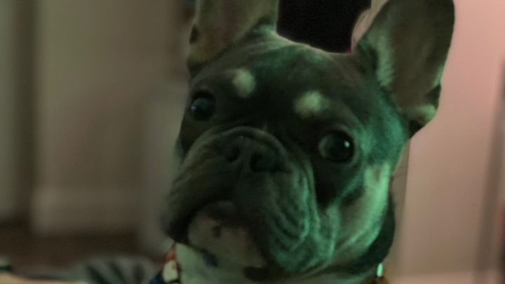 Fundraiser by Leanne Blakey-Tew : Help Fix Bleu’s Broken Heart