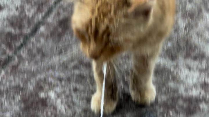 Fundraiser by Desiree Gonzalez : Morris the Colony Cat
