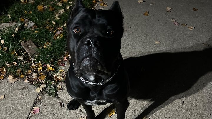 Fundraiser by Nicole Kallgren : King's surgery